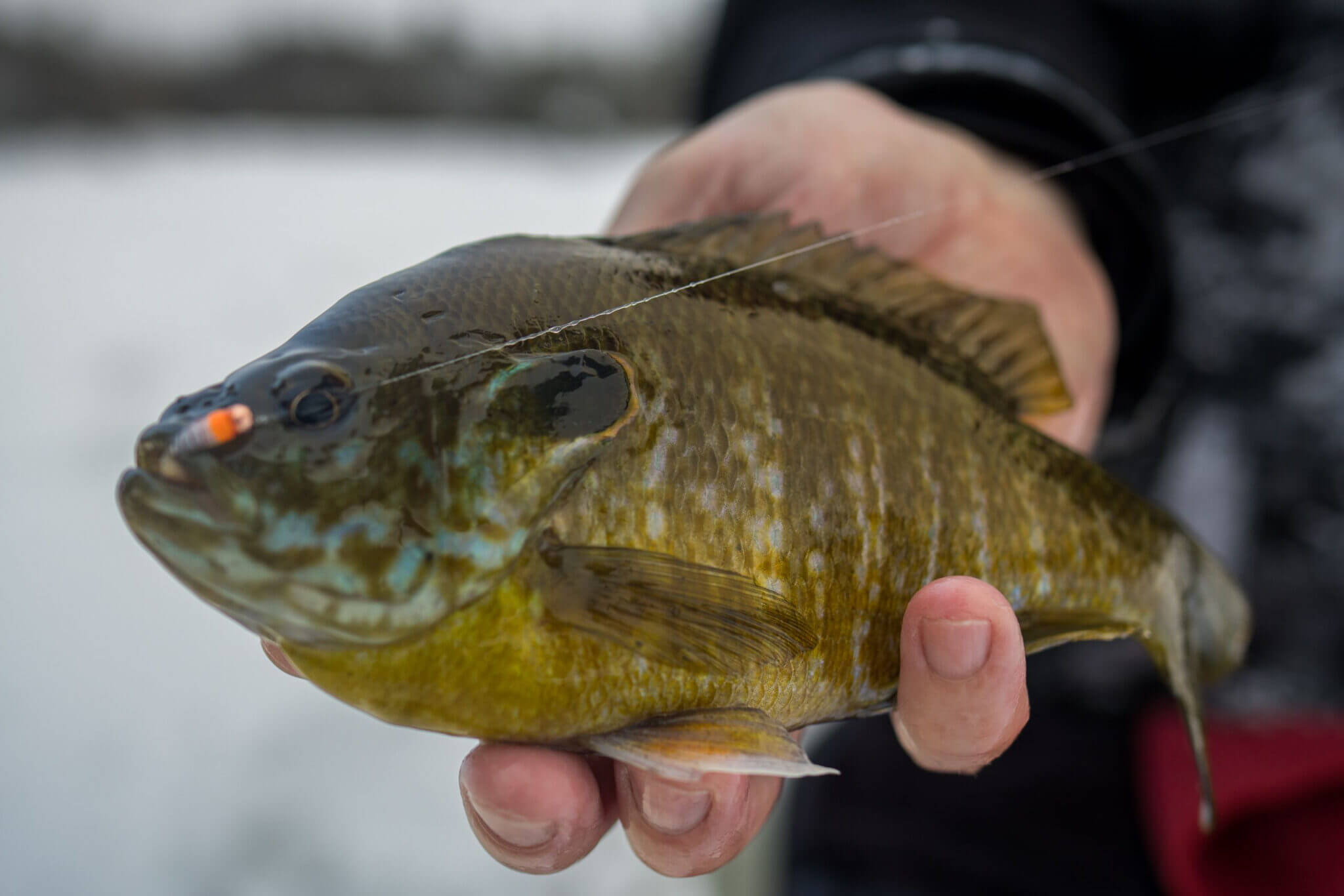 5 Differences in Bluegill vs Crappie Taste to Help You Choose