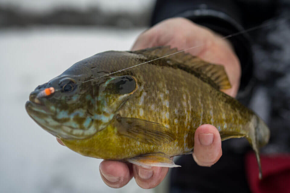 5 Differences in Bluegill vs Crappie Taste to Help You Choose