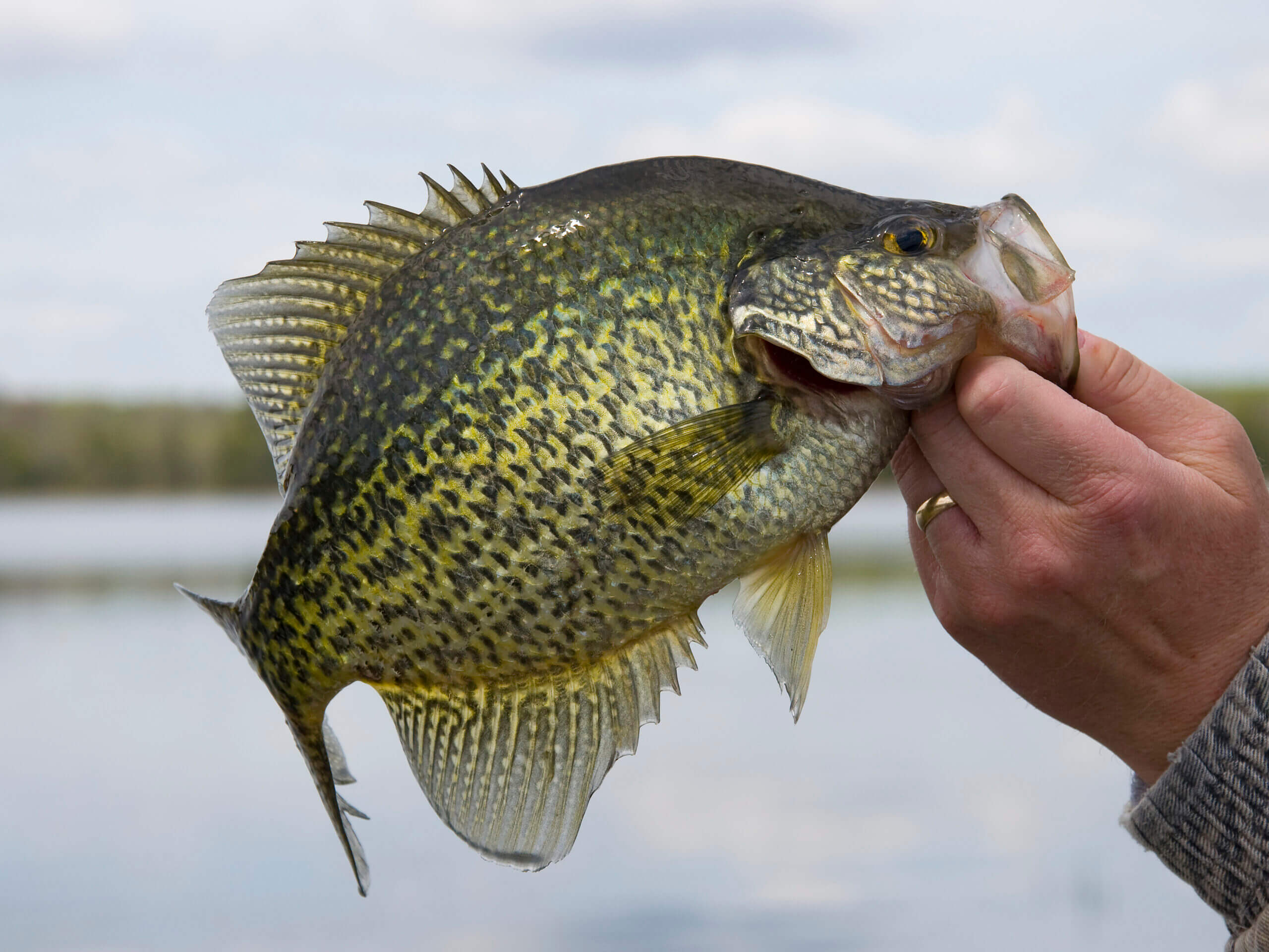 Bluegill vs Crappie: Comparing the Taste