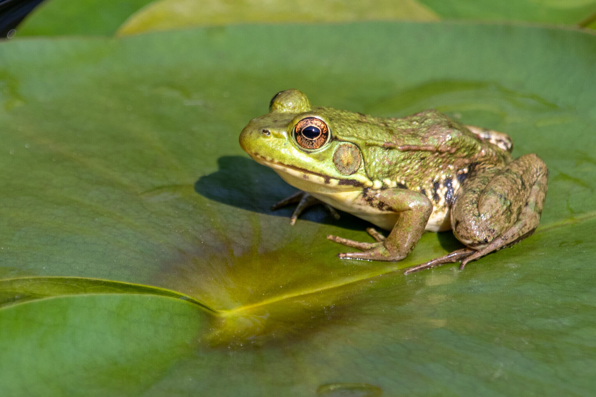 11 Non-game Animals You Should Know to Help Protect Ecosystems