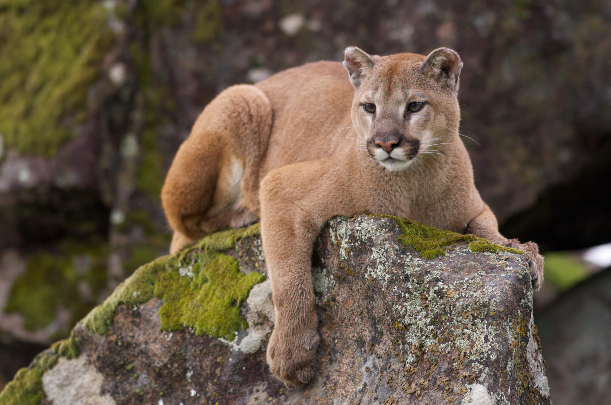 11 Non-game Animals You Should Know to Help Protect Ecosystems