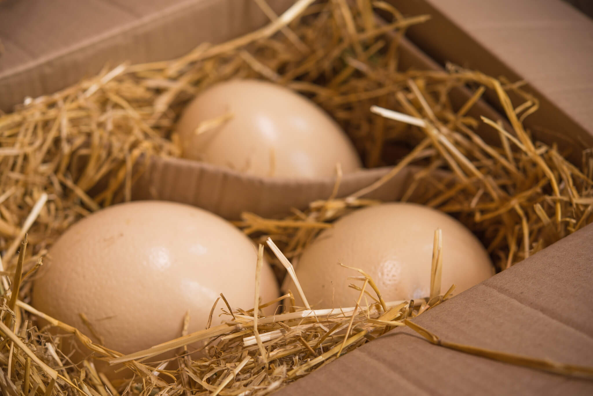 10 Ostrich Egg Benefits You Need to Know for a Healthier Diet