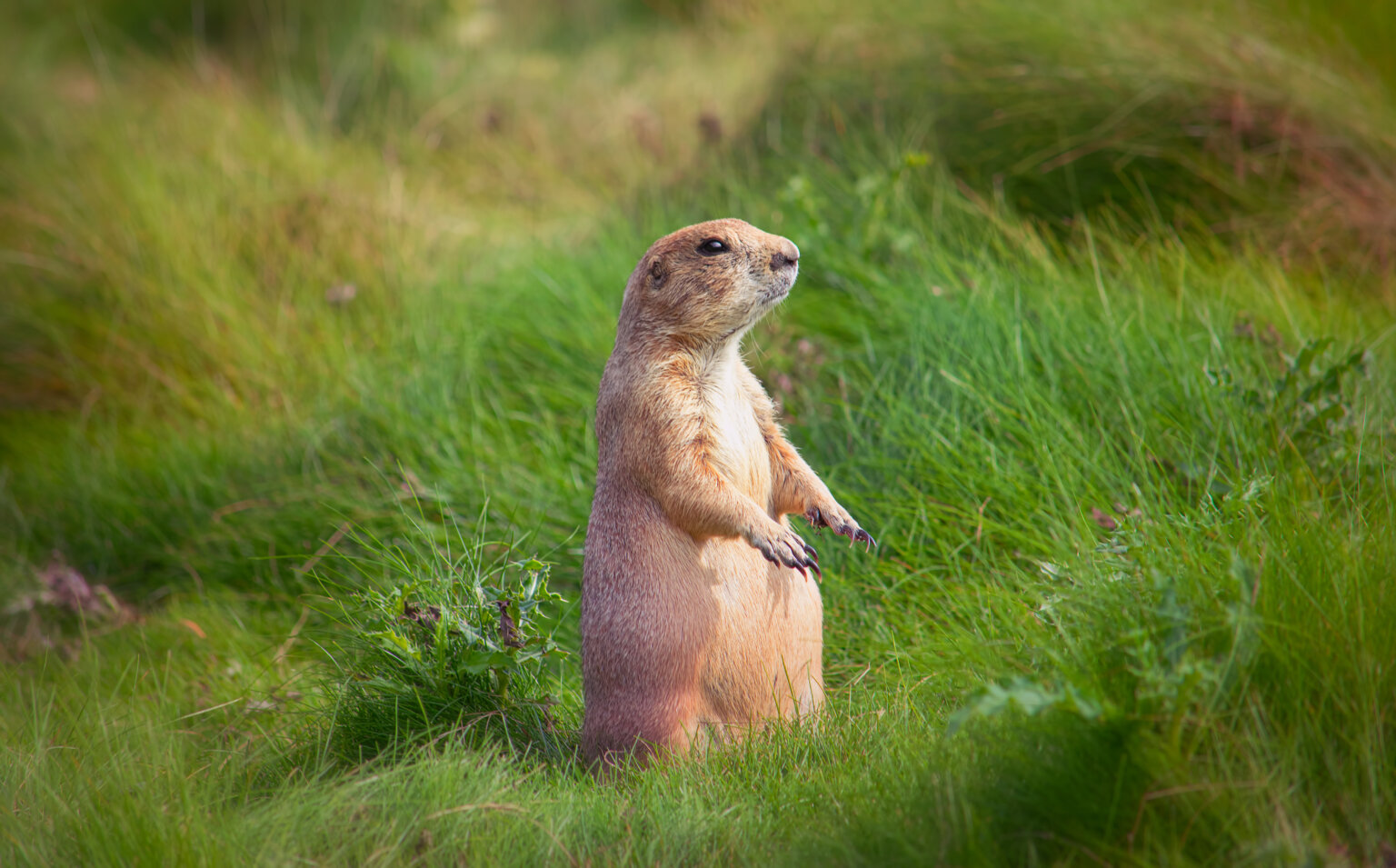 11 Non-game Animals You Should Know to Help Protect Ecosystems