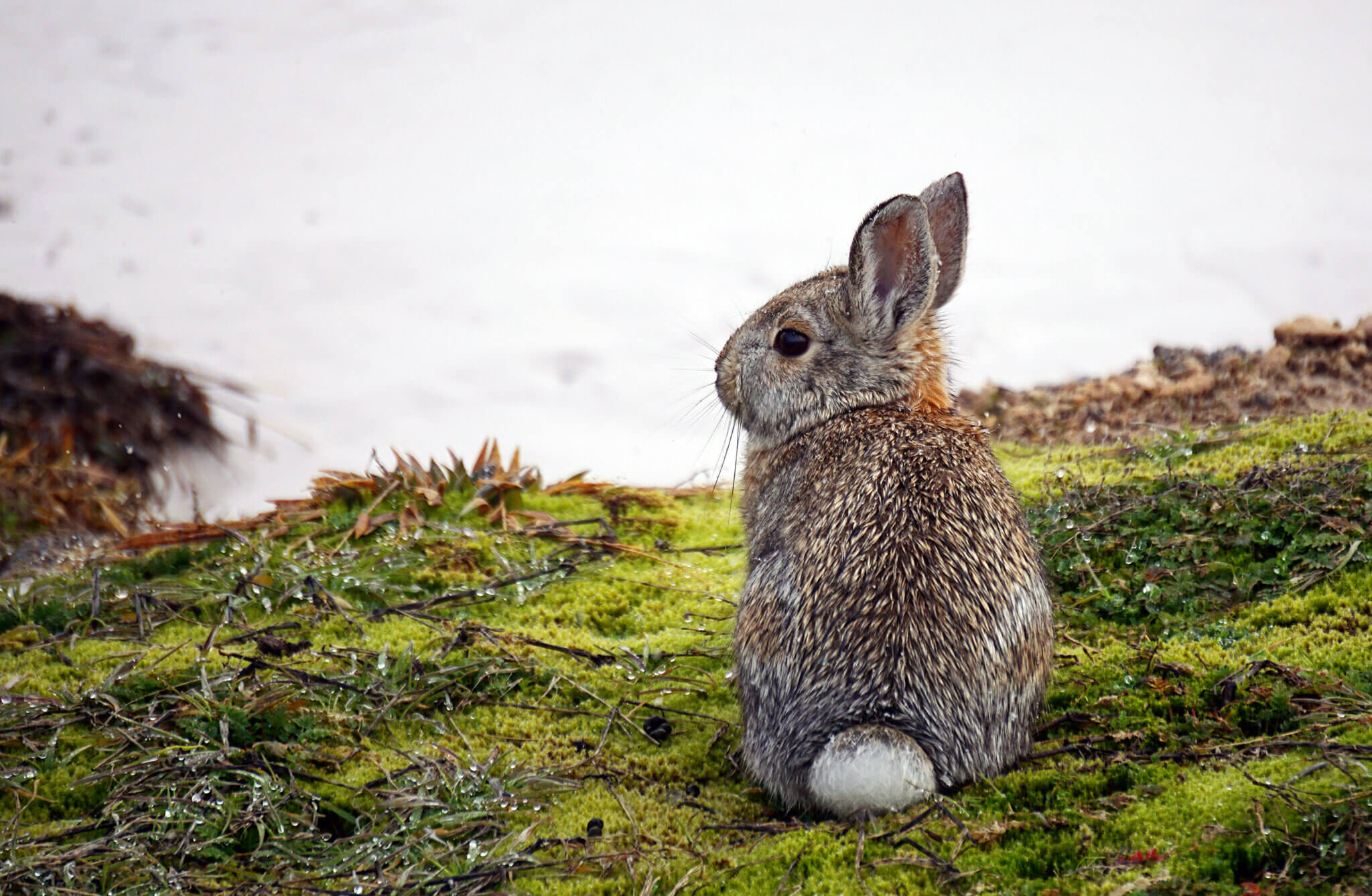 11 Non-game Animals You Should Know to Help Protect Ecosystems