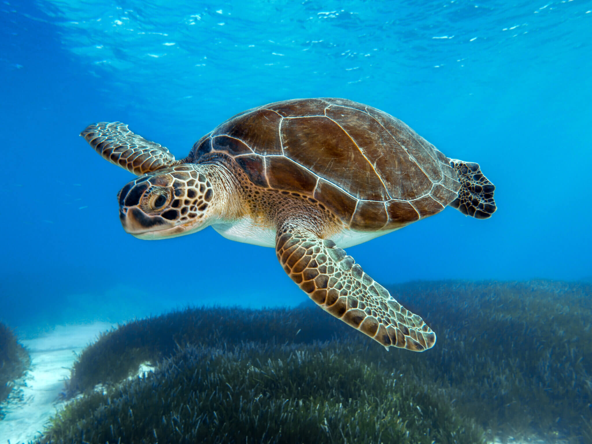11 Non-game Animals You Should Know to Help Protect Ecosystems