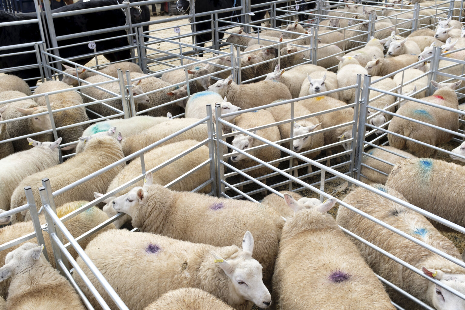 4 Stunning Methods in Halal Slaughter to Ensure Ethical Meat Choices