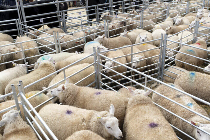 4 Stunning Methods in Halal Slaughter to Ensure Ethical Meat Choices