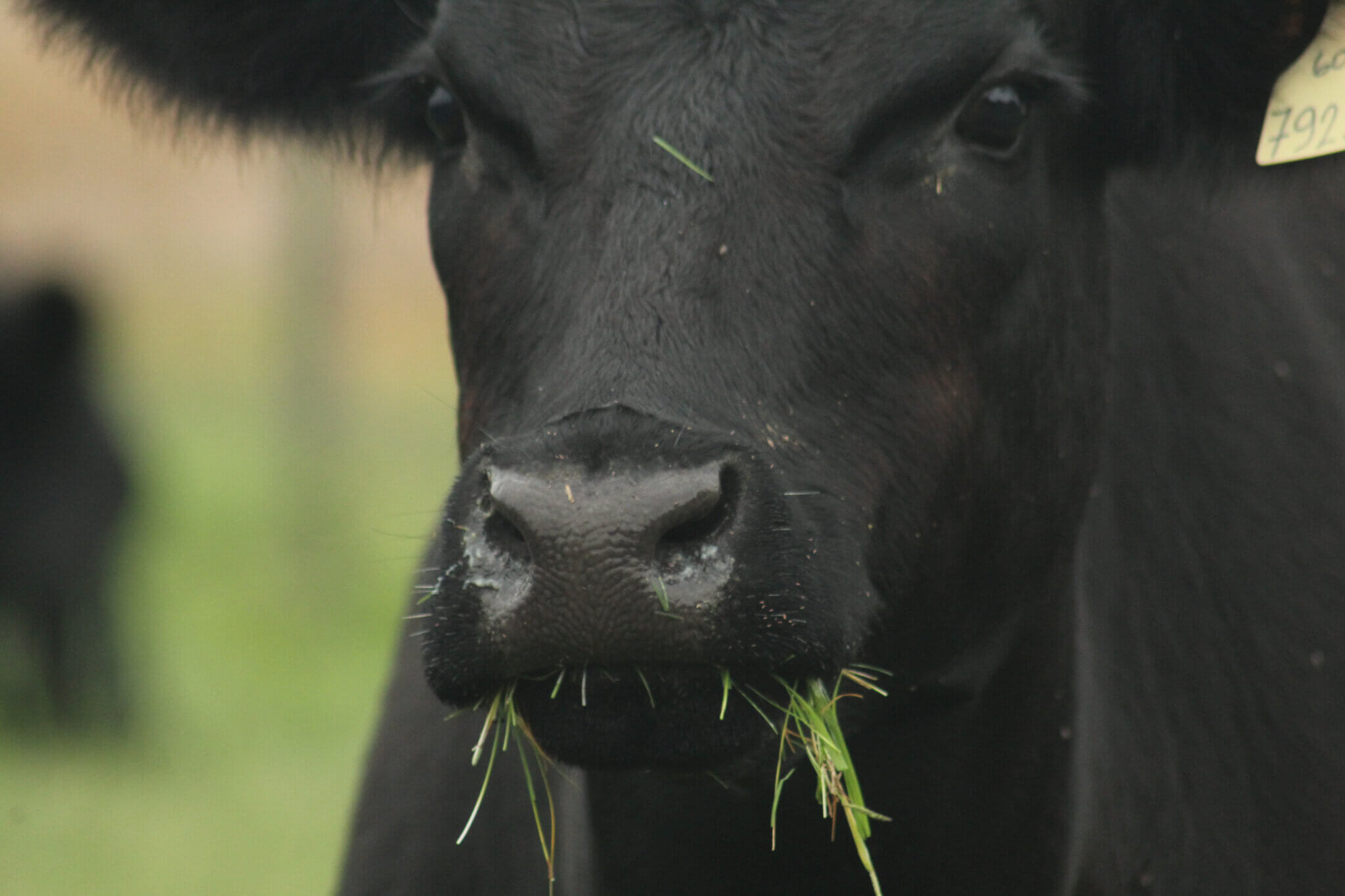 5 Black Cattle Breeds To Know For Top-Quality Beef