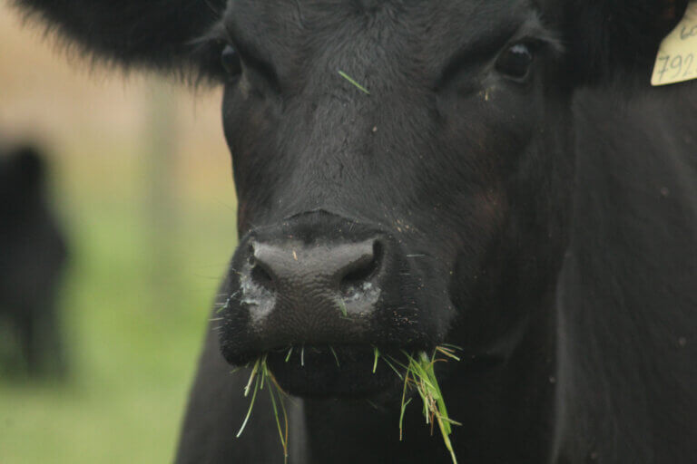 5 Black Cattle Breeds To Know For Top Quality Beef