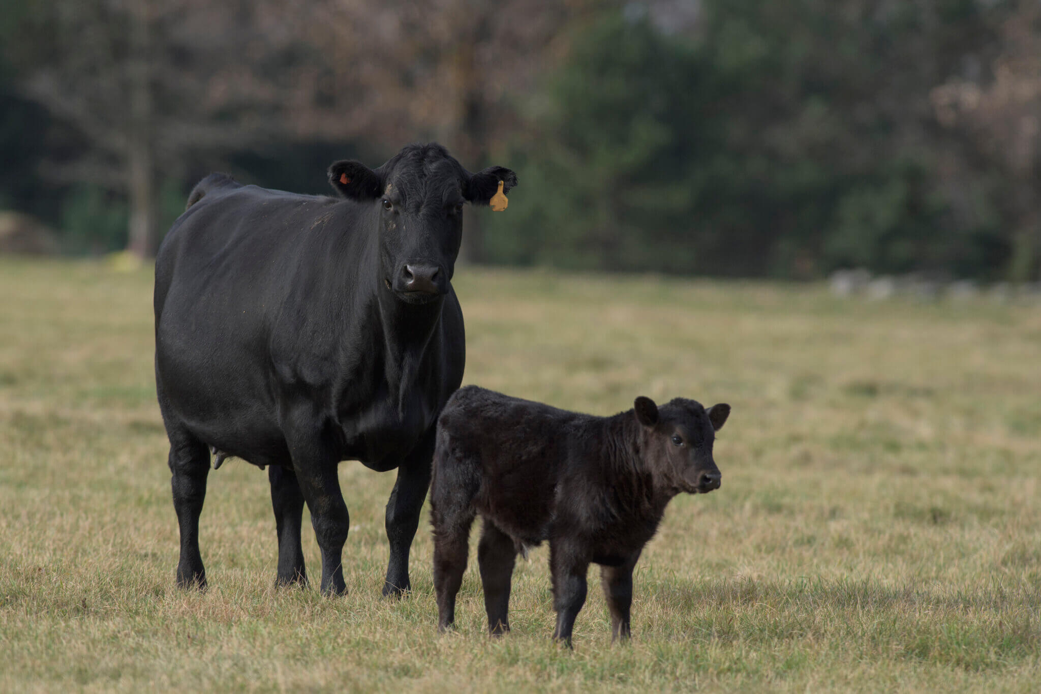 5 Black Cattle Breeds To Know For Top-Quality Beef