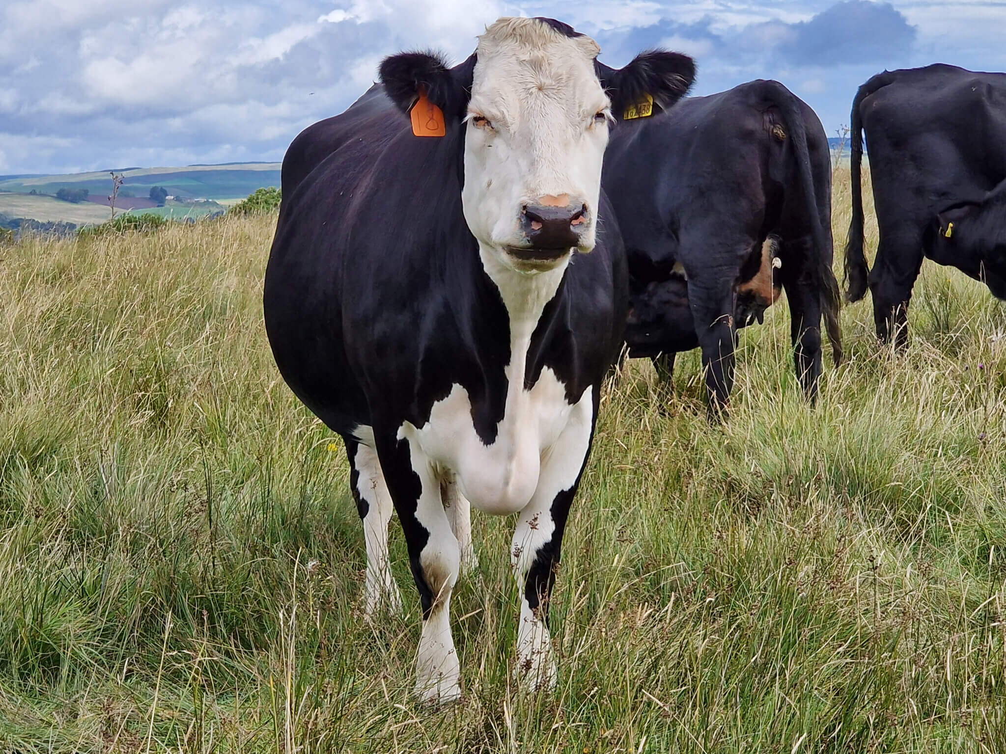 5 Black Cattle Breeds To Know For Top-Quality Beef