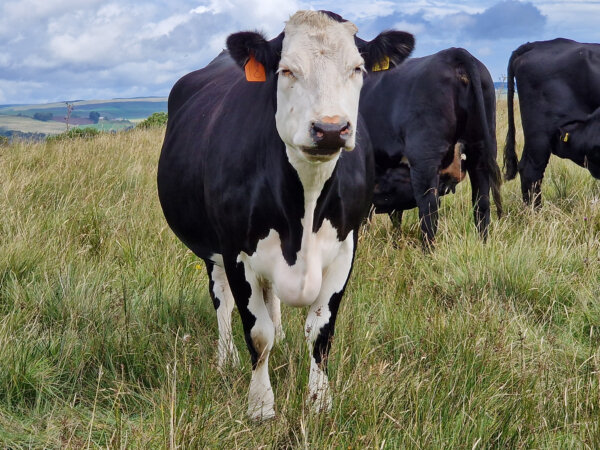 5 Black Cattle Breeds To Know For Top-Quality Beef