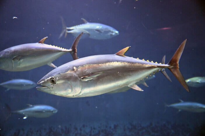 5 Key Factors Cod vs Halibut Price Differences Explained