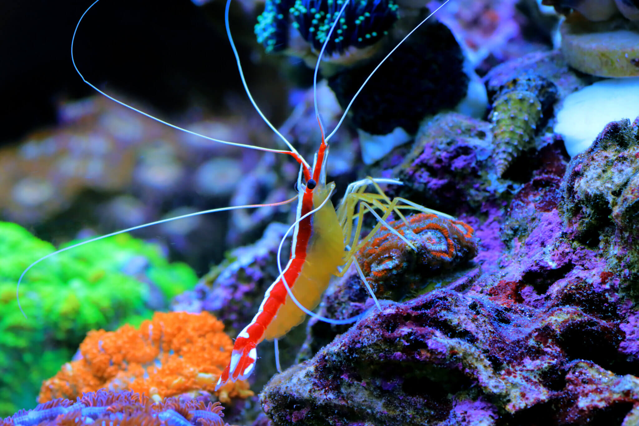 4 Types of Shrimp to Know for a Healthier Marine Ecosystem