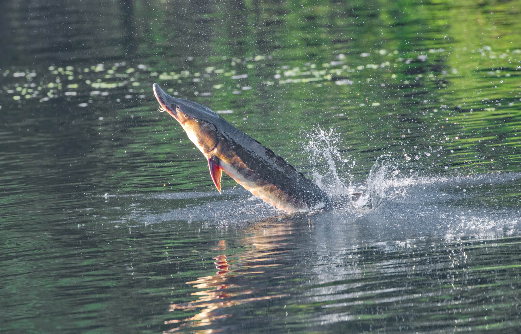 10 Overfished Fish Species in Florida and How It Affects the Ecosystem