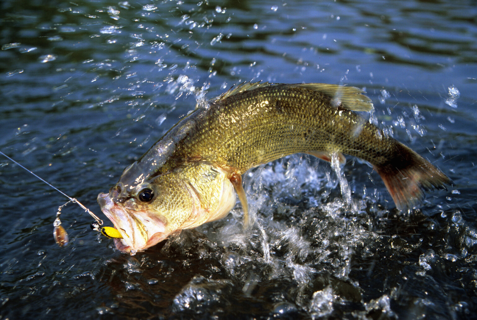 10 Overfished Fish Species in Florida and How It Affects the Ecosystem