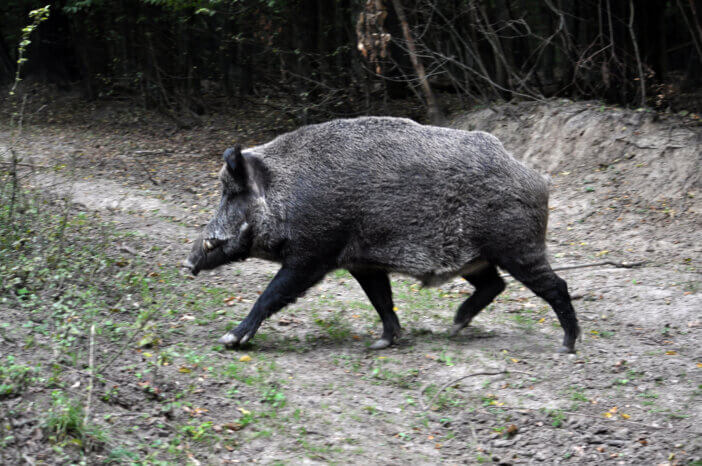 8 States Wild Hog Problem Top List Causing Major Damage