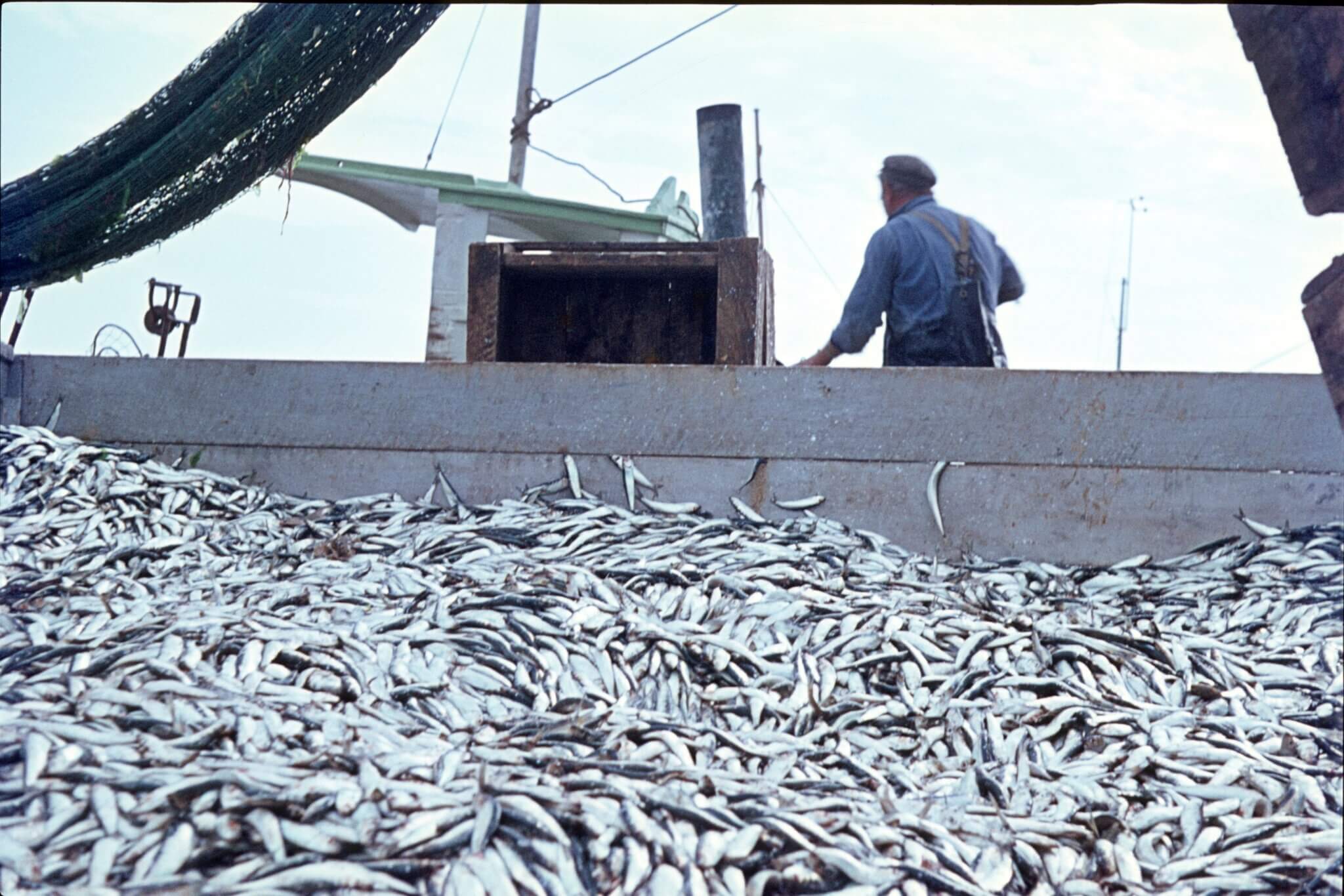 5 Causes of Blue Crab Population Decline and How to Help Save Them