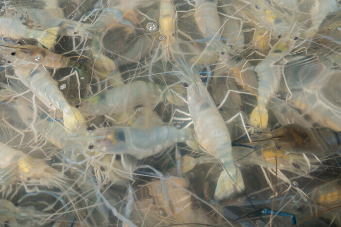 4 Types of Shrimp to Know for a Healthier Marine Ecosystem