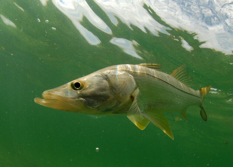 10 Overfished Fish Species in Florida and How It Affects the Ecosystem