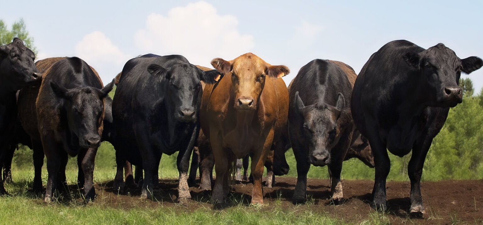 7 Differences Between Angus Beef vs Prime Beef for Better Meat Choices