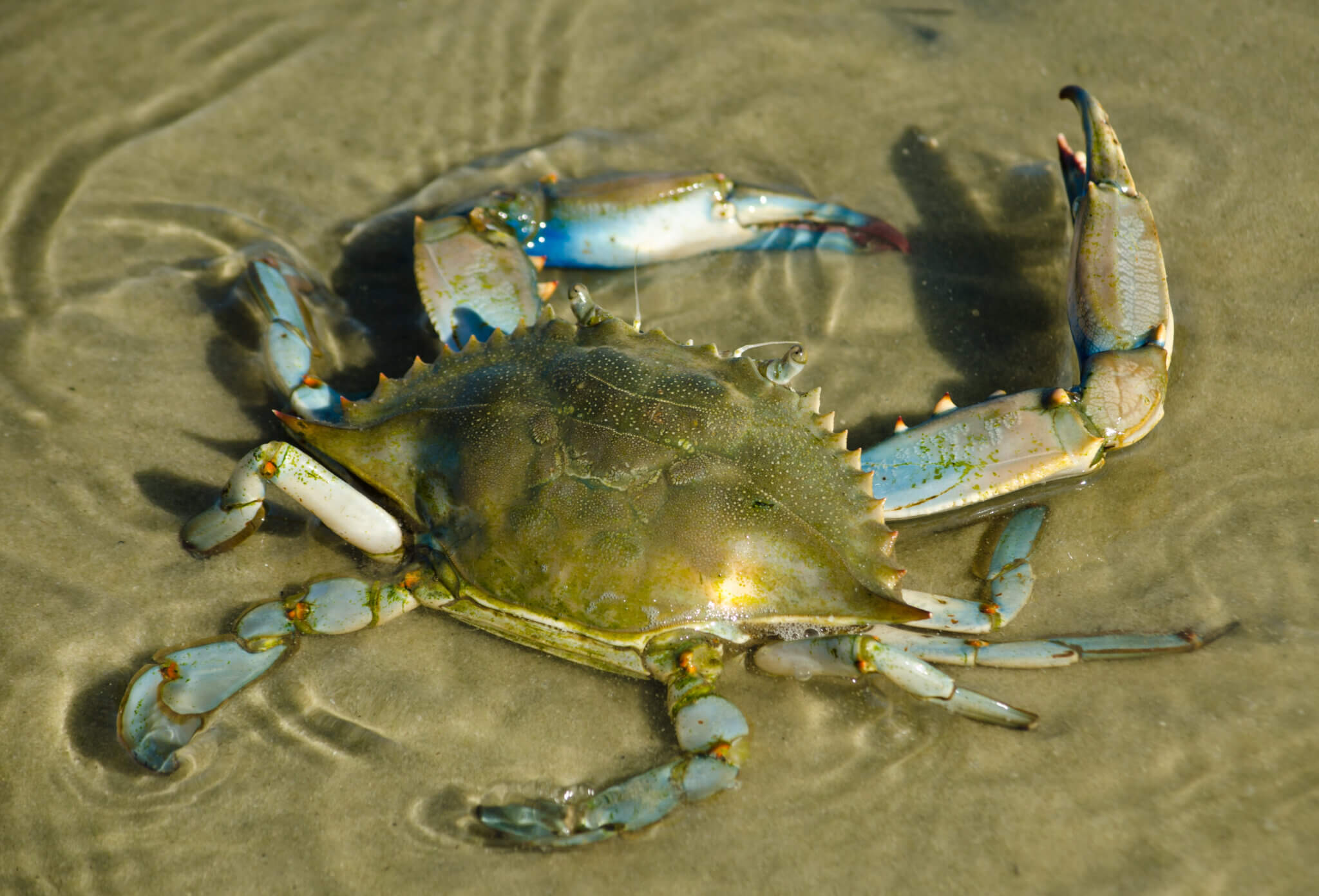 5 Causes of Blue Crab Population Decline and How to Help Save Them