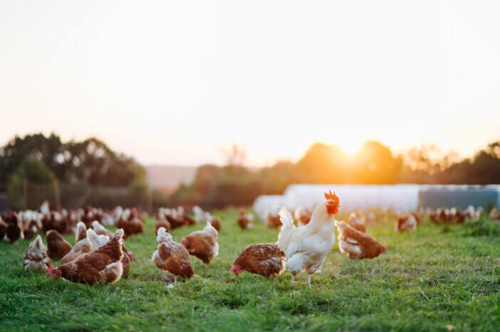 9 Best Foods for Chickens to Keep Them Happy and Healthy