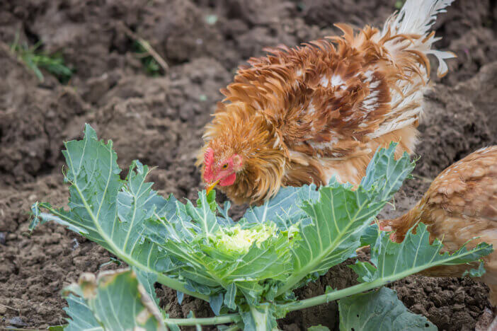 9 Best Foods for Chickens to Keep Them Happy and Healthy