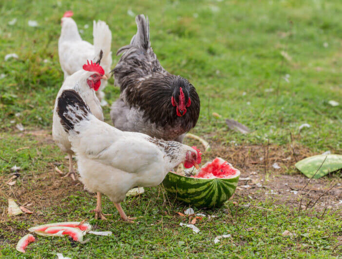 9 Best Foods for Chickens to Keep Them Happy and Healthy