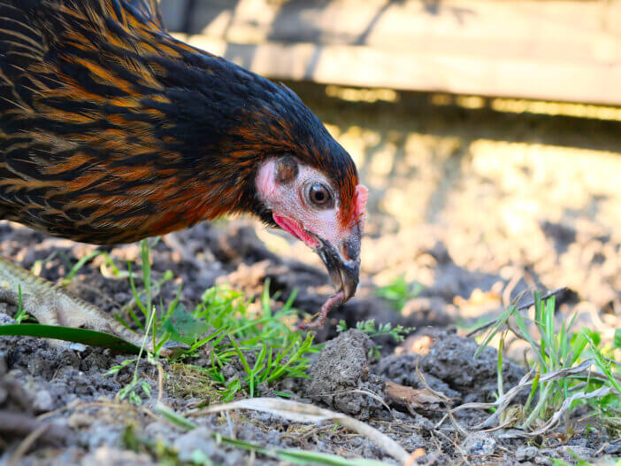 9 Best Foods for Chickens to Keep Them Happy and Healthy