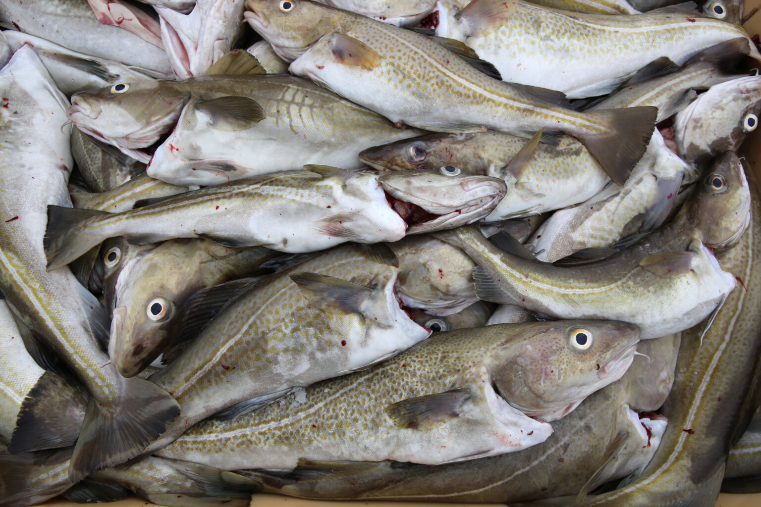 5 Key Factors Cod vs Halibut Price Differences Explained