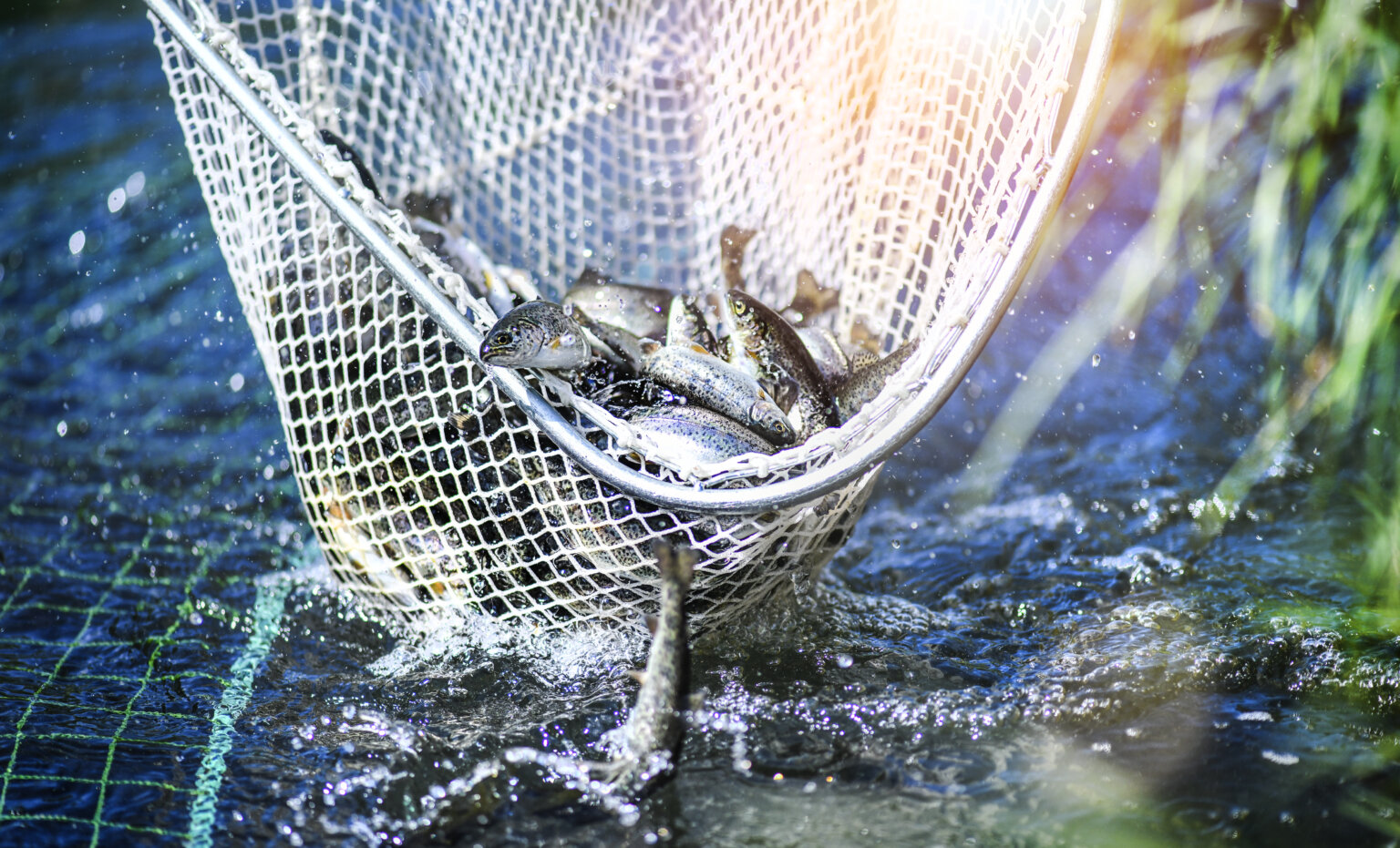 10 Reasons Rising Fish Prices Are Impacting Your Seafood Choices