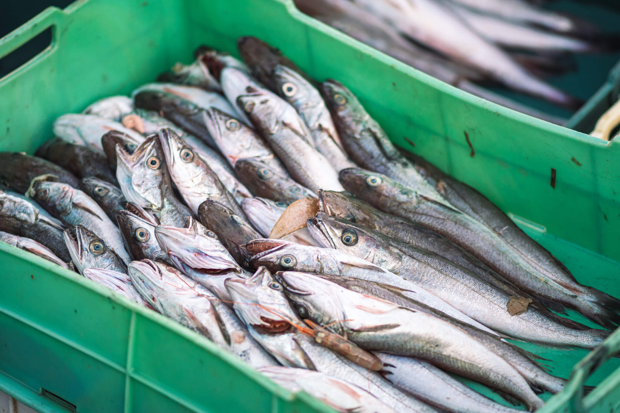 5 Key Factors Cod vs Halibut Price Differences Explained