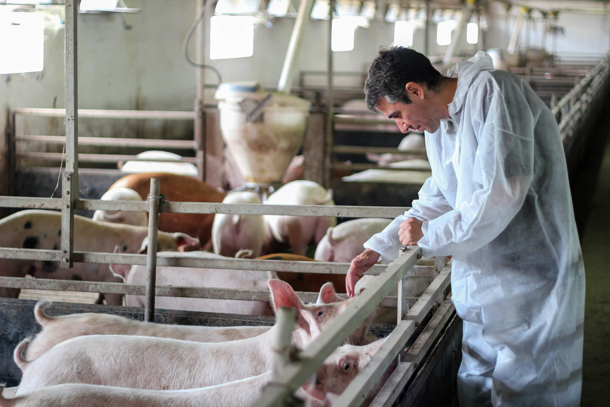 5 Reasons Gamey Pork Happens and How to Avoid It