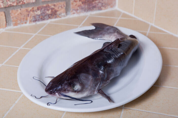 5 Catfish Flavor Tips to Make Your Dishes Delicious