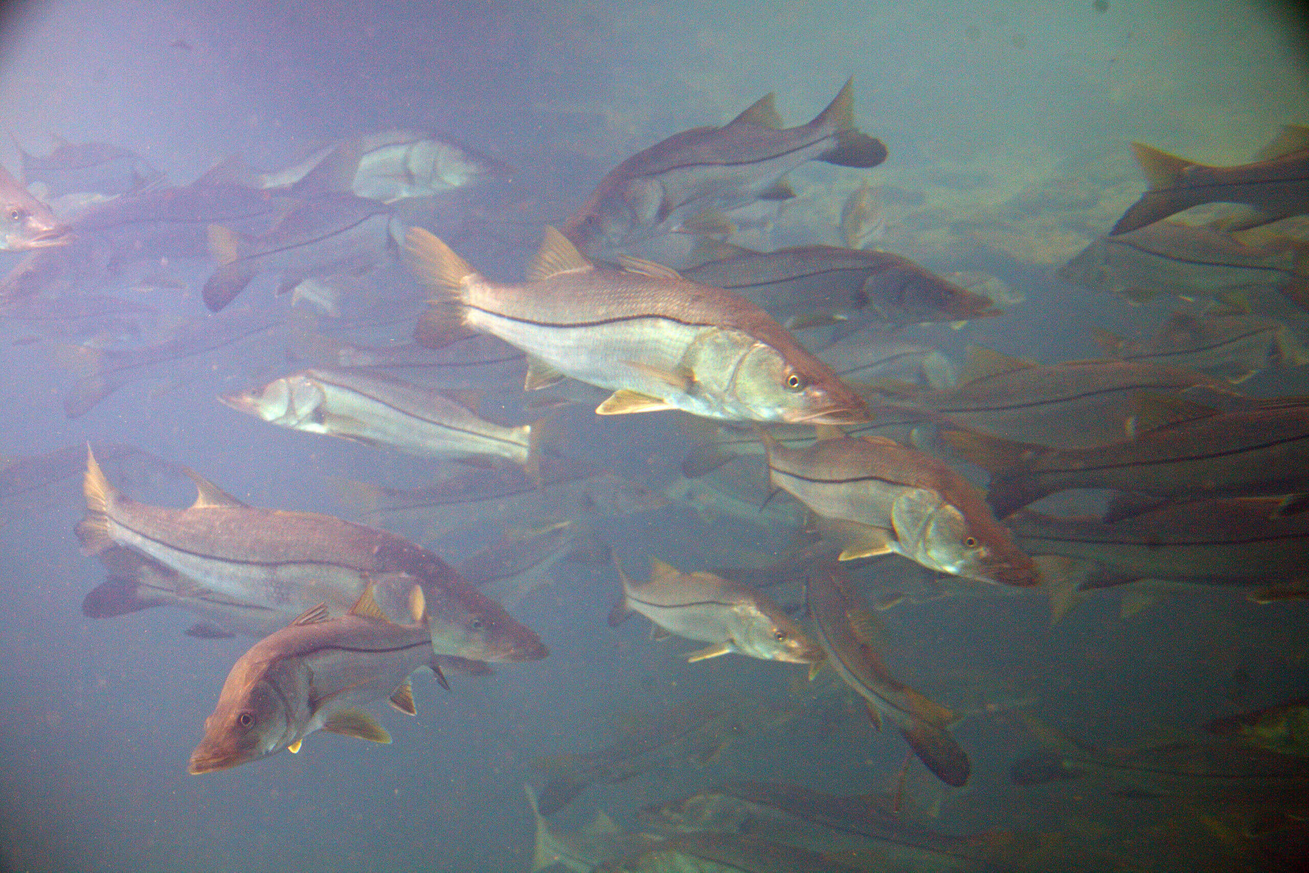 10 Overfished Fish Species in Florida and How It Affects the Ecosystem