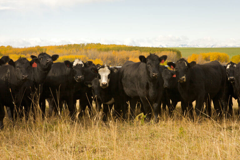 Surprising Benefits of Soaking Beef in Milk