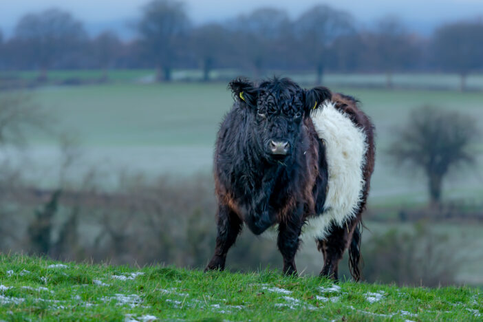 10 Belted Galloway Cattle Challenges to Avoid Farming Pitfalls