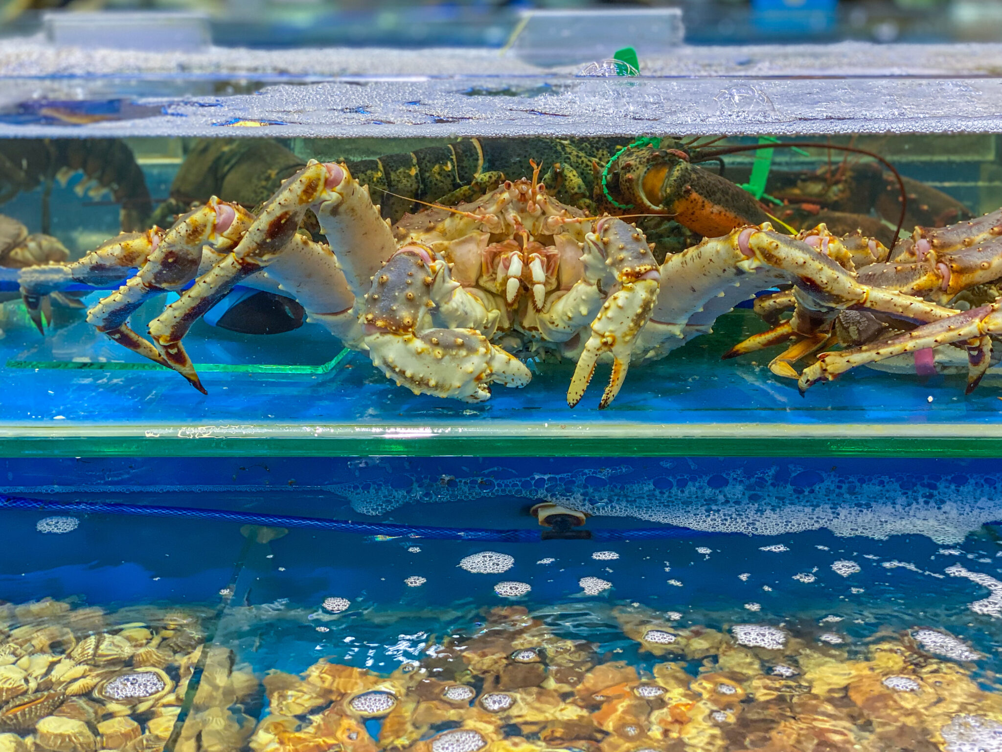 10 Reasons Why King Crab Is So Expensive and Worth Every Penny