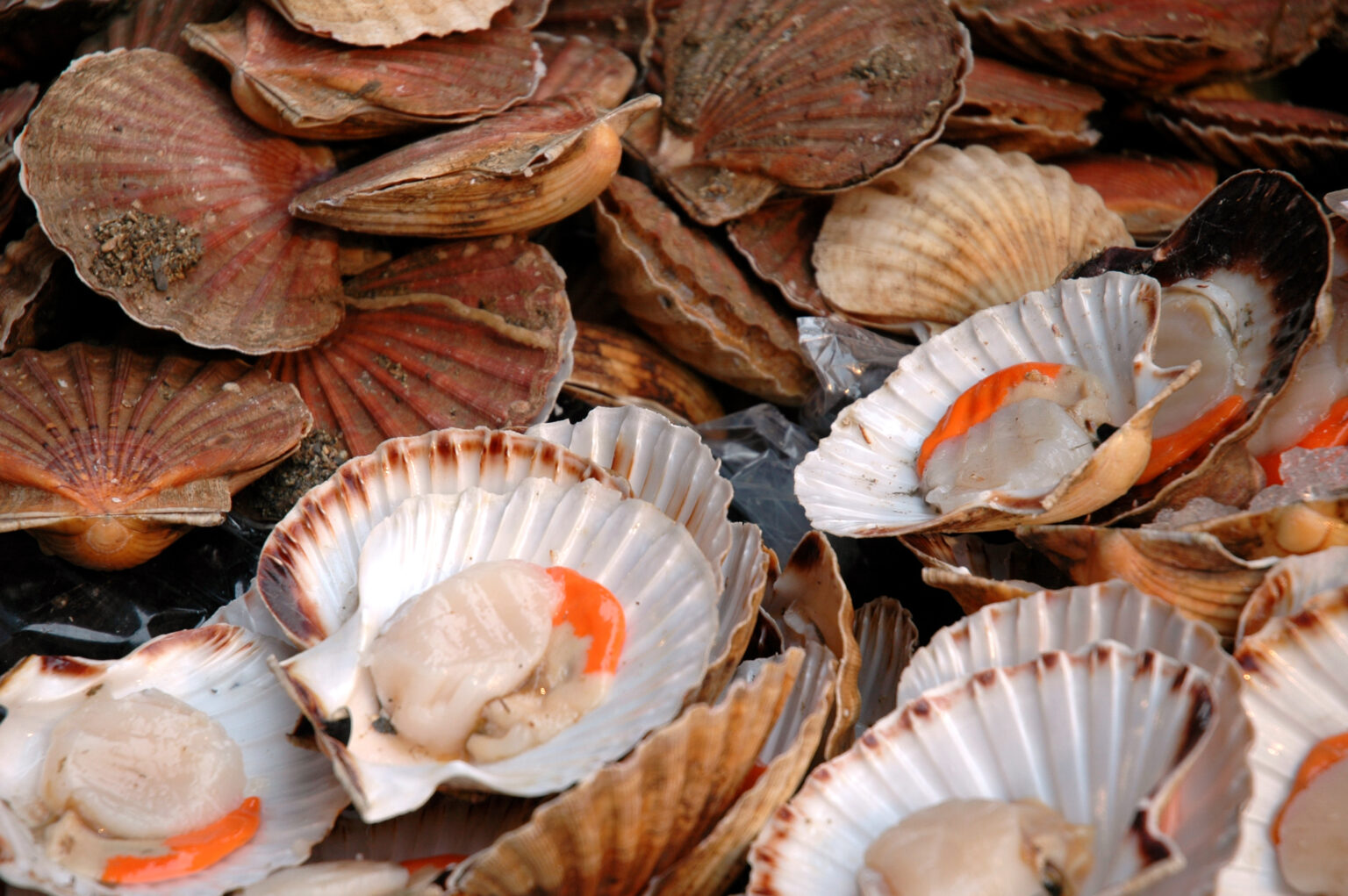 10 Benefits of Scallops to Boost Your Well-Being
