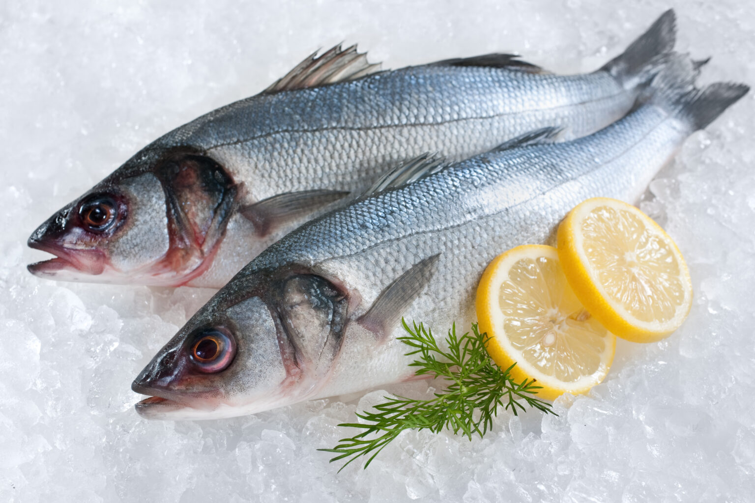 8 Differences Between Sea Bass vs Salmon to Help You Choose Wisely