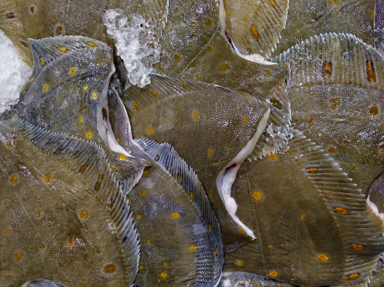 10 Cod vs Flounder Facts to Help You Choose the Best Fish