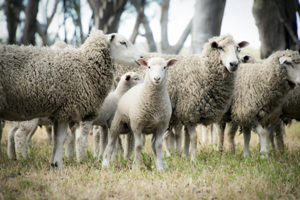5 Facts About the Cost of Lamb To Save Money