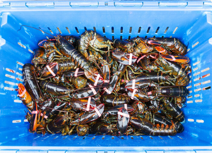 10 Best Tasting Lobster Tips for a Delicious Seafood Experience