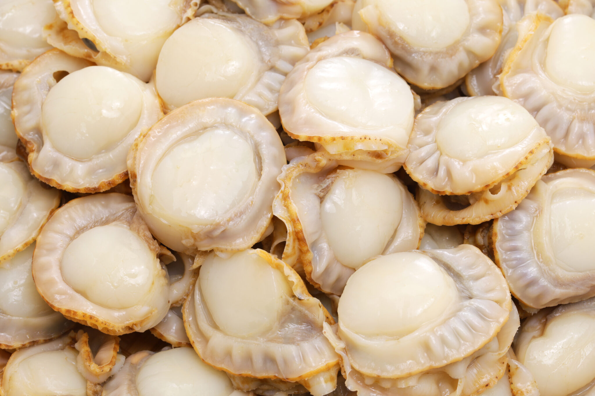 10 Benefits of Scallops to Boost Your Well-Being