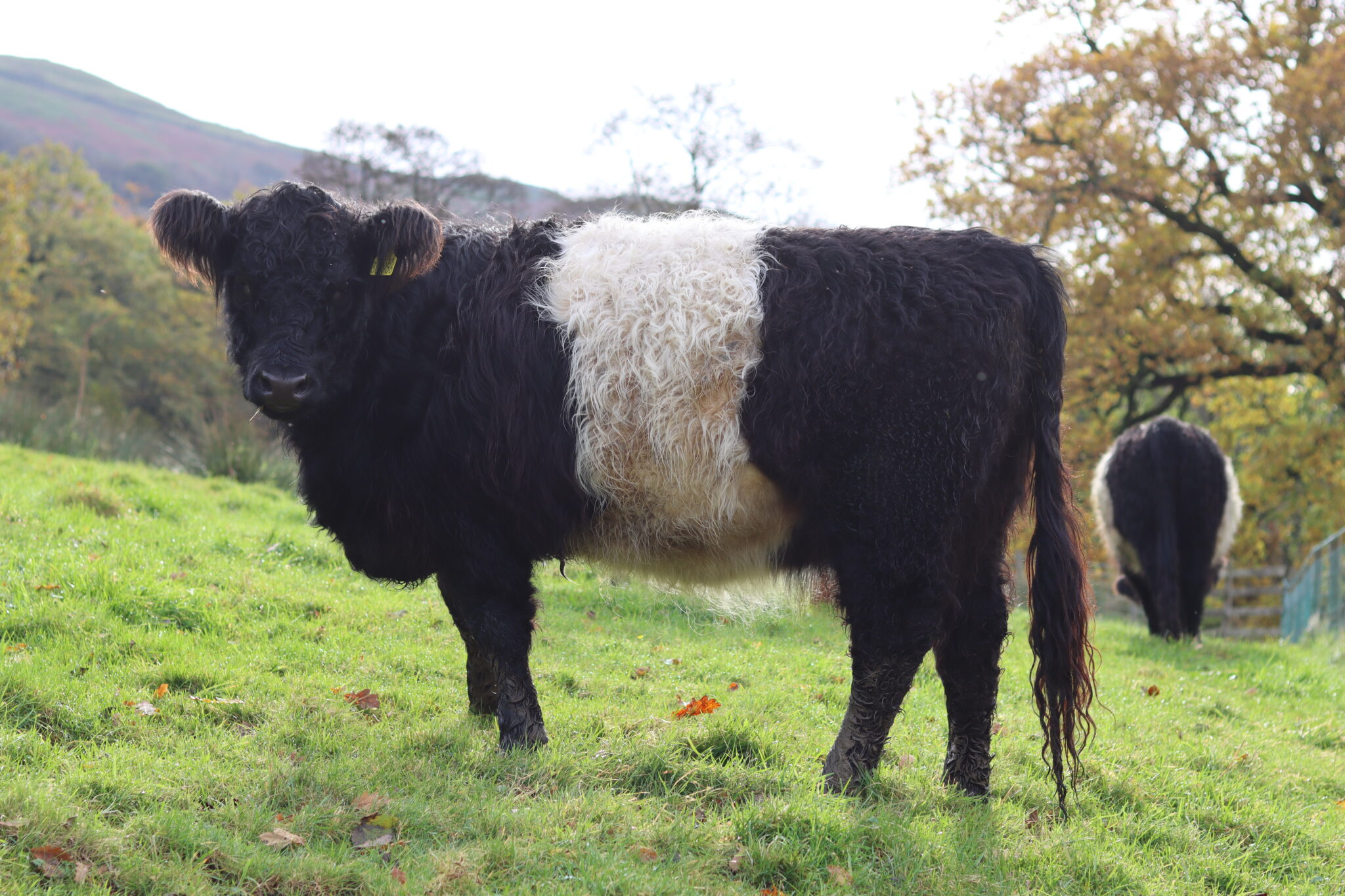 10 Belted Galloway Cattle Challenges to Avoid Farming Pitfalls