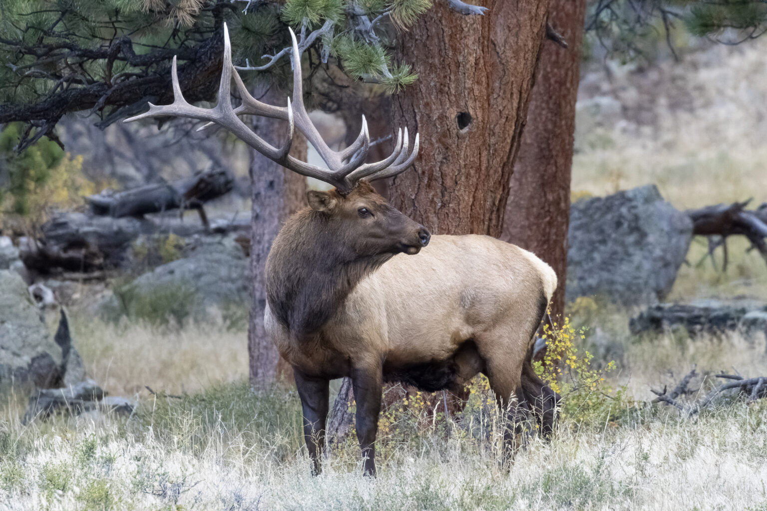 8 Surprising Uses for Elk Fat - Discover the Versatility of this Natural Resource | Price of Meat