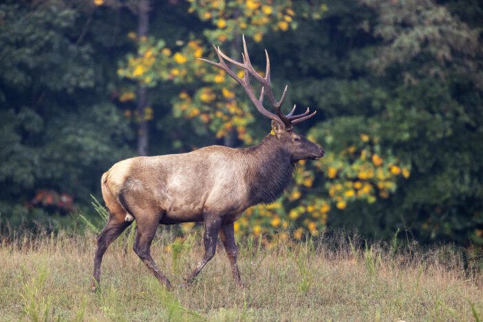 What Does Bison Meat Taste Like & How Do You Cook It Well?
