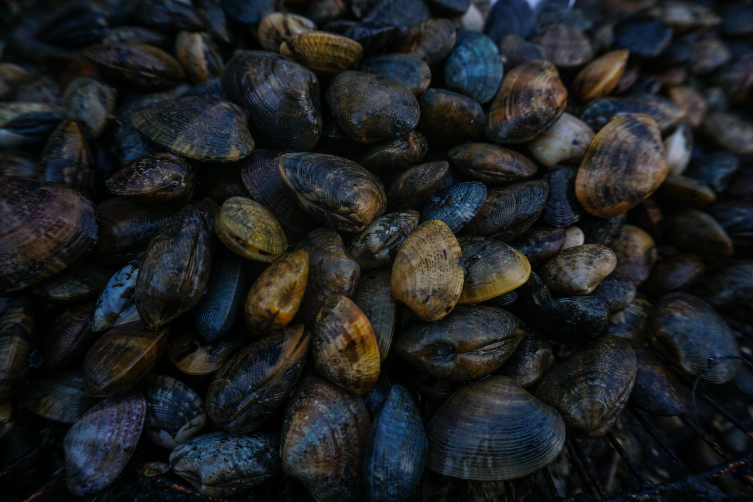 5 Factors Affecting Oyster vs Clam Price to Help You Save Money