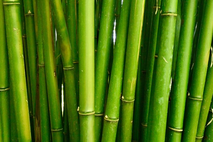 5 Bamboo Food Containers You Need to Help the Planet
